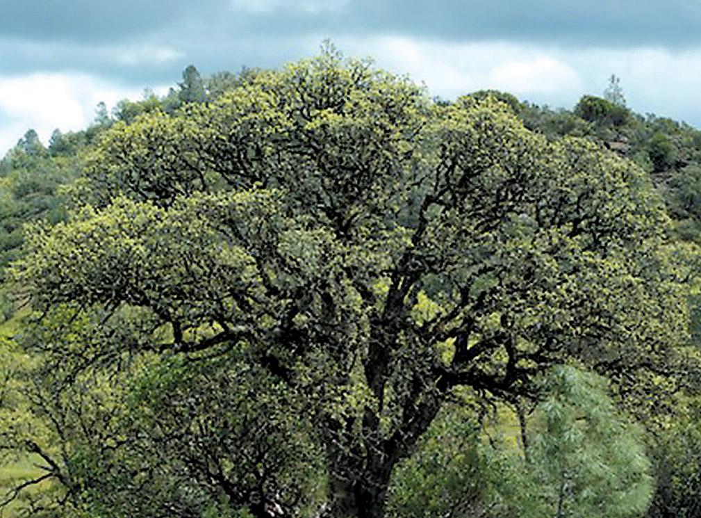Pacific Horticulture | Trees in the Fire-Safe Landscape