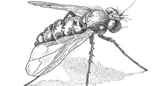 Uzi fly - Alchetron, The Free Social Encyclopedia