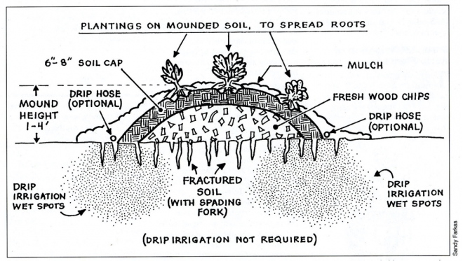 Pacific Horticulture | The Roots in My Garden
