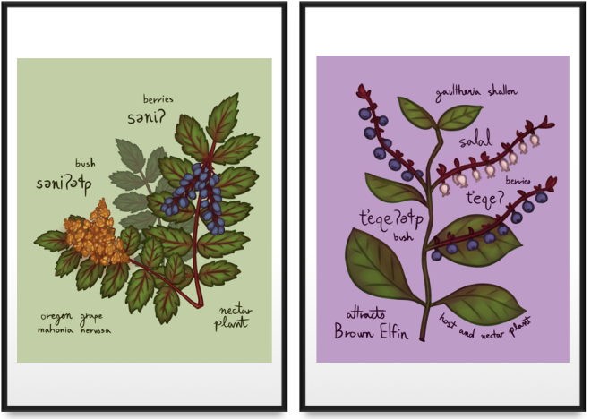 Pacific Horticulture | Musqueam Indigenous Pollinator Plant Map