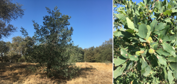 Pacific Horticulture | Pacific Plant People: Oak Corridors Plant ...